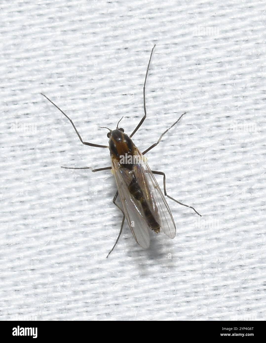 Non-biting Midges (Chironomidae Stock Photo - Alamy