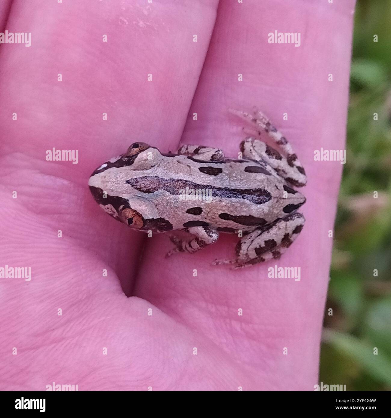 Senegal Running Frog (Kassina senegalensis Stock Photo - Alamy