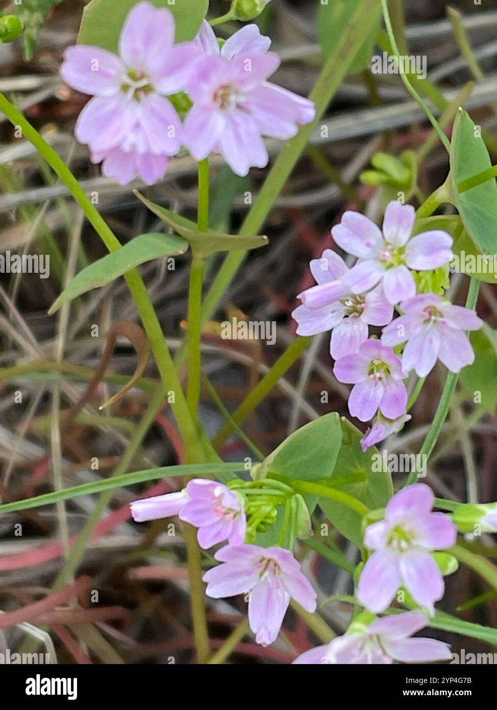 spring beauties (Claytonia Stock Photo - Alamy