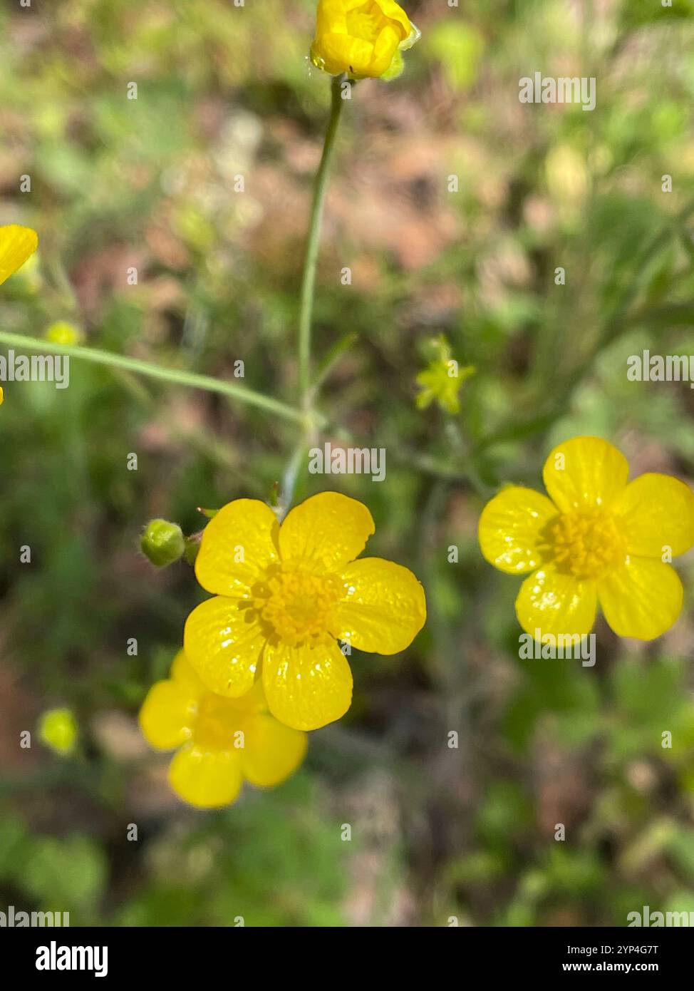 Western Buttercup (Ranunculus occidentalis Stock Photo - Alamy