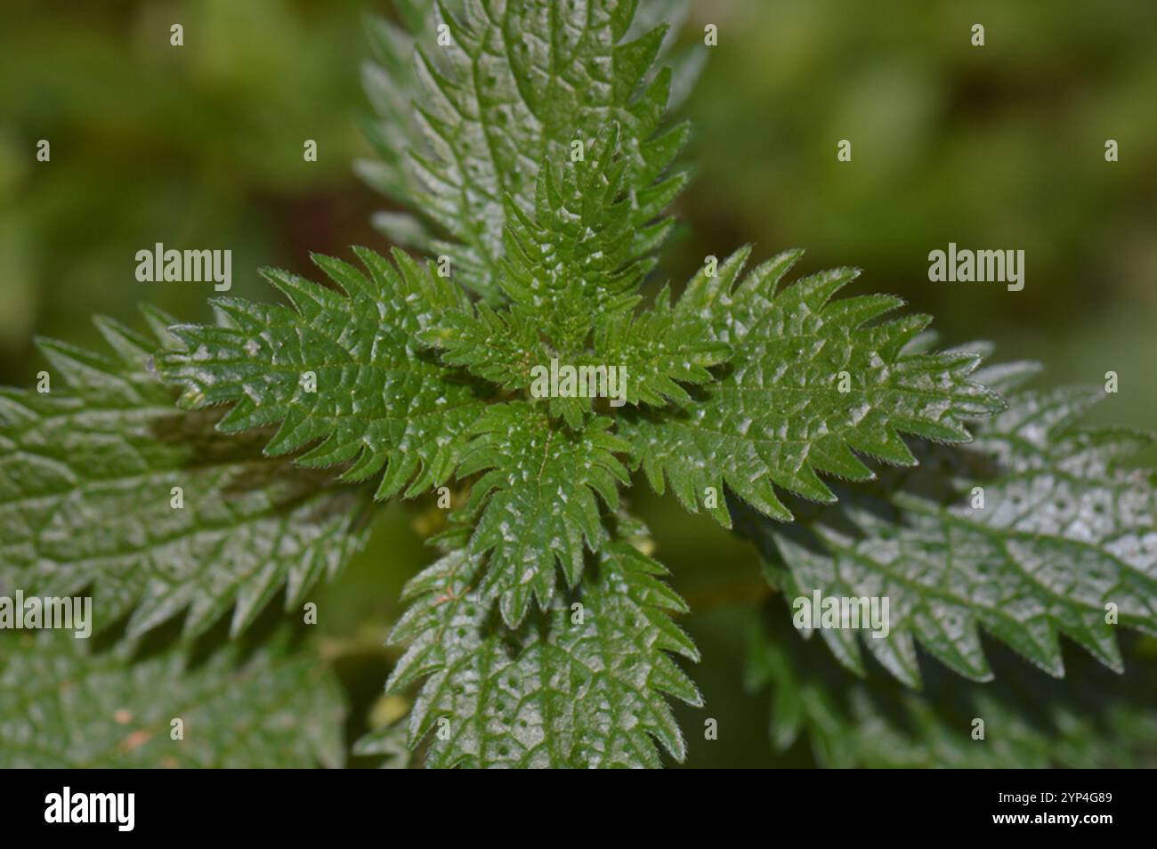 nettle family (Urticaceae Stock Photo - Alamy