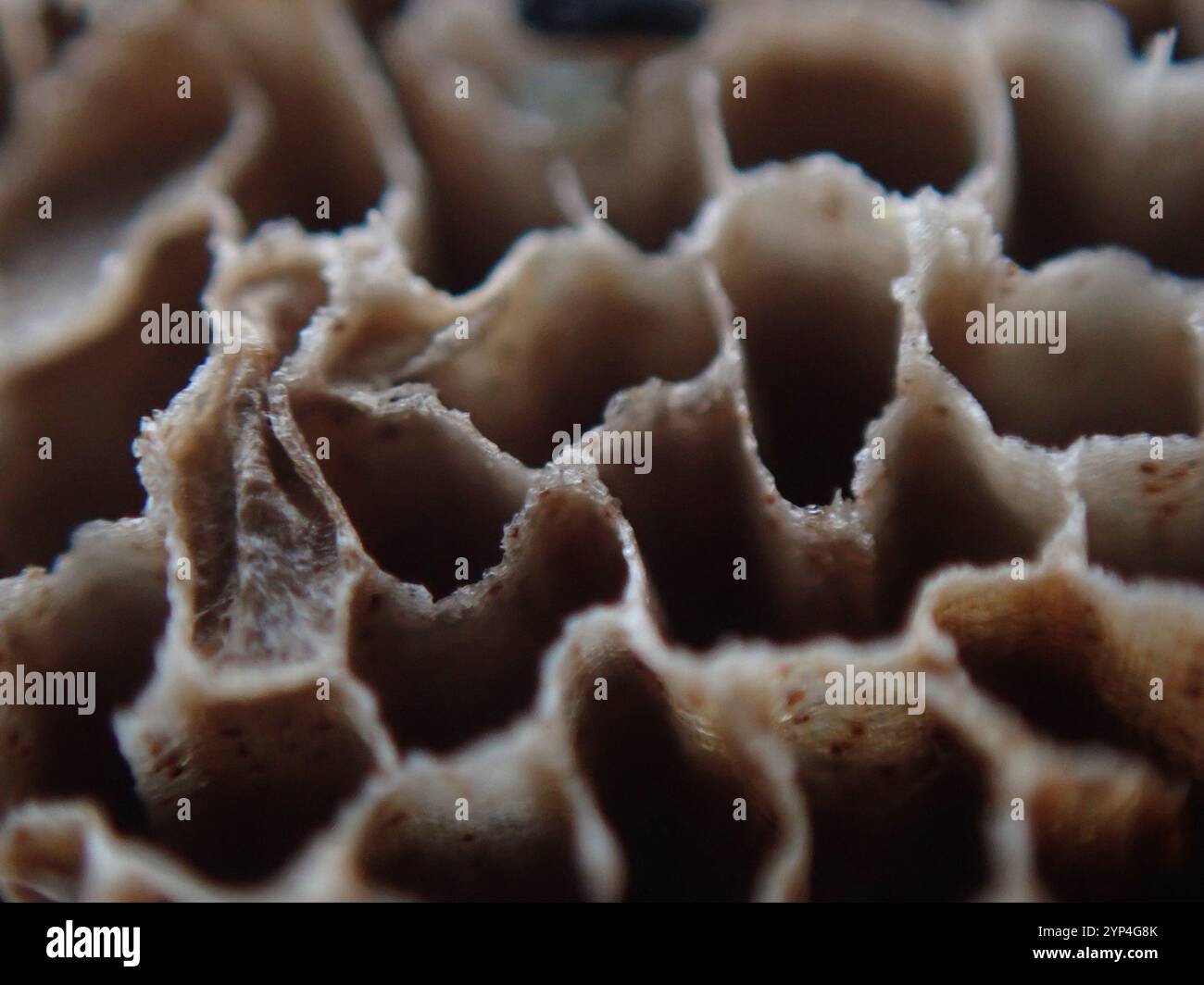 grasses, sedges, cattails, and allies (Poales Stock Photo - Alamy