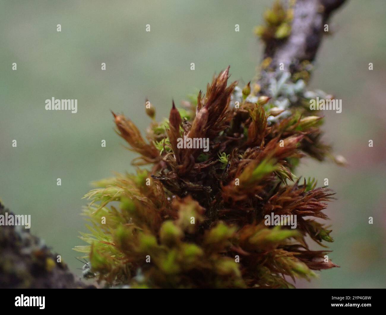 Smooth Bristle-moss (Lewinskya striata Stock Photo - Alamy