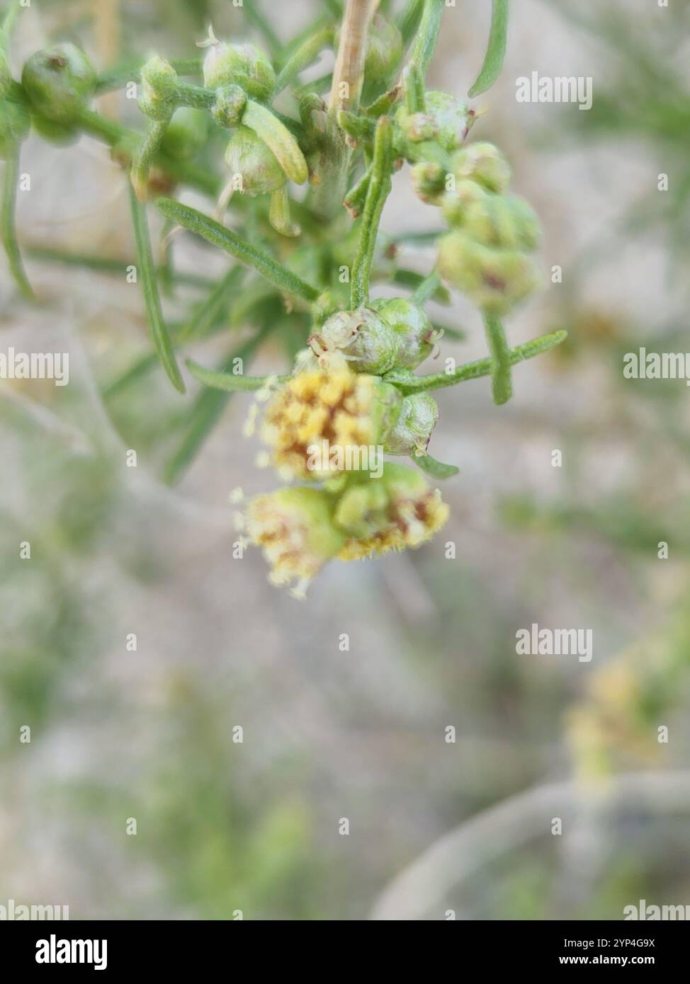 Cheesebush (Ambrosia salsola Stock Photo - Alamy