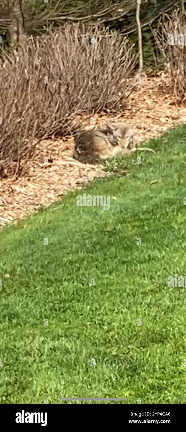Coyote (Canis latrans Stock Photo - Alamy Coyote (Canis latrans Stock Photo - Alamy