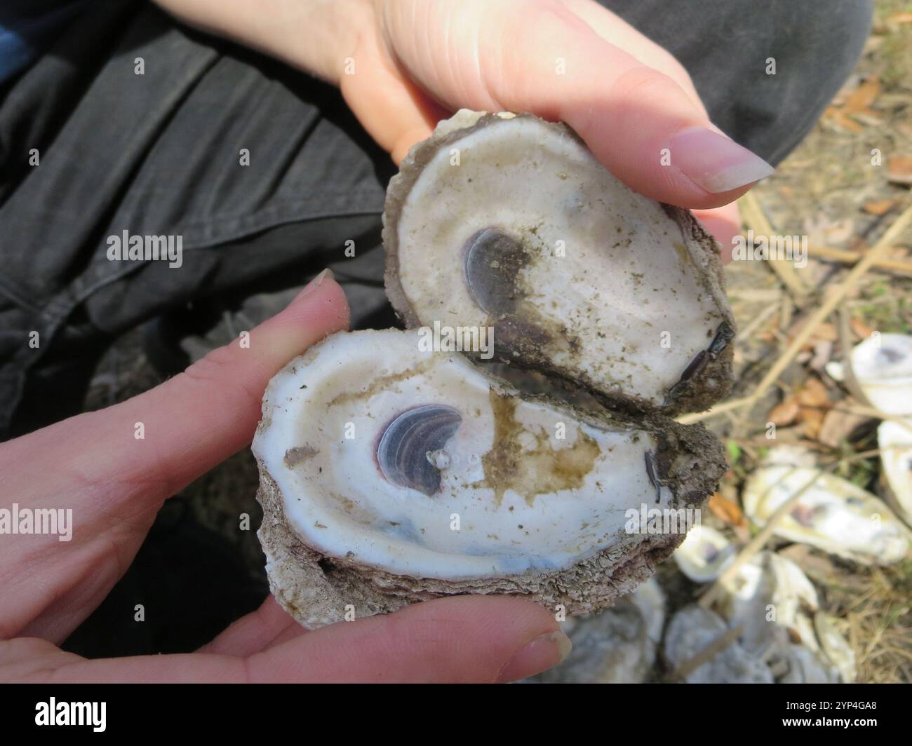 Eastern Oyster (Crassostrea virginica Stock Photo - Alamy