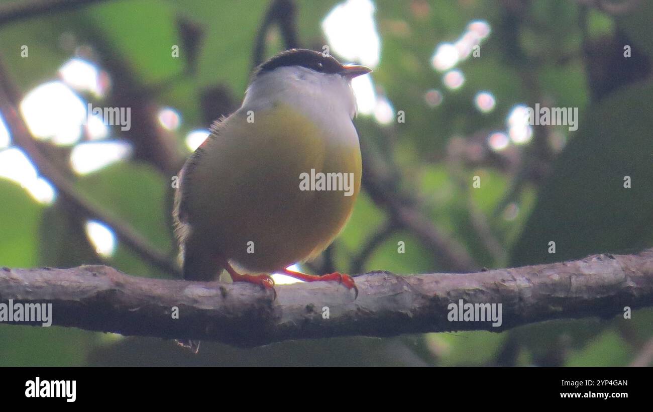 White-collared Manakin (Manacus candei Stock Photo - Alamy