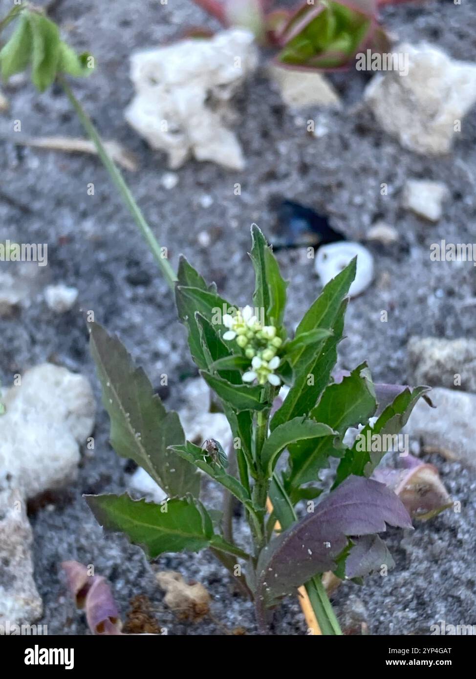 Virginia pepperweed (Lepidium virginicum Stock Photo - Alamy