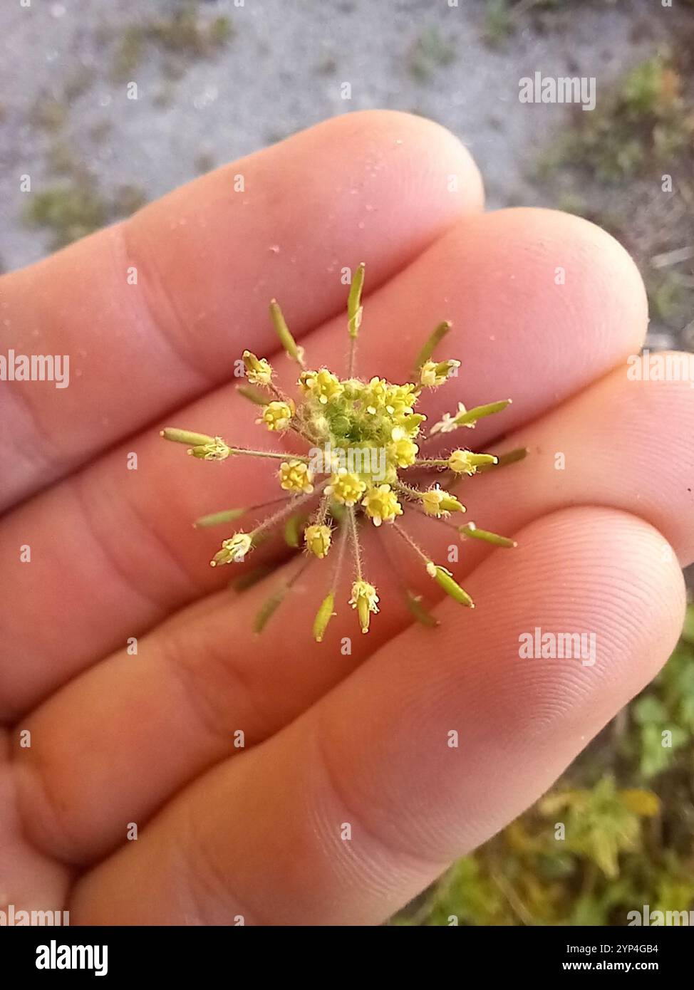 Western Tansymustard (Descurainia pinnata Stock Photo - Alamy