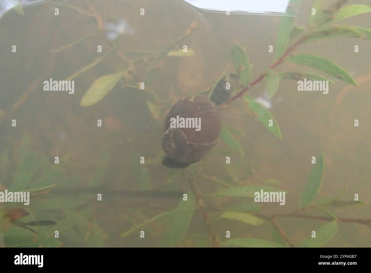 Pond Snails, Bladder Snails, and Allies (Lymnaeoidea Stock Photo - Alamy