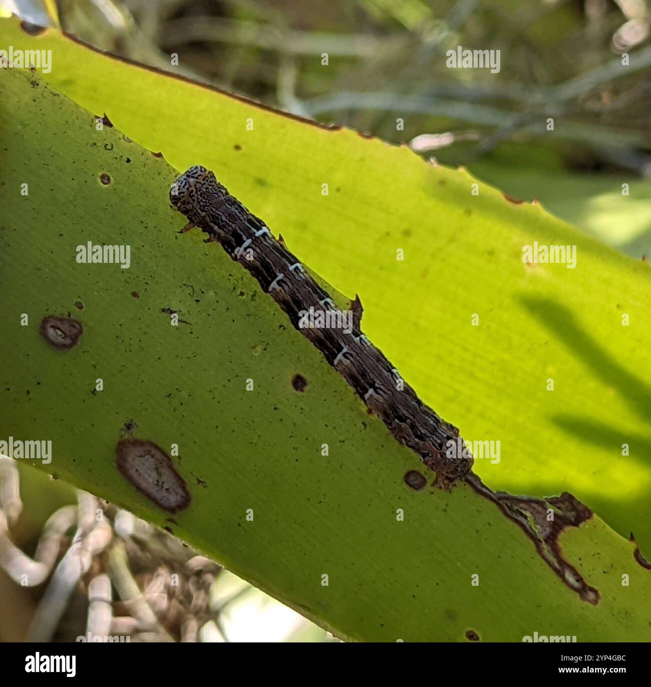 Woolly Gray Moth (Lycia ypsilon Stock Photo - Alamy