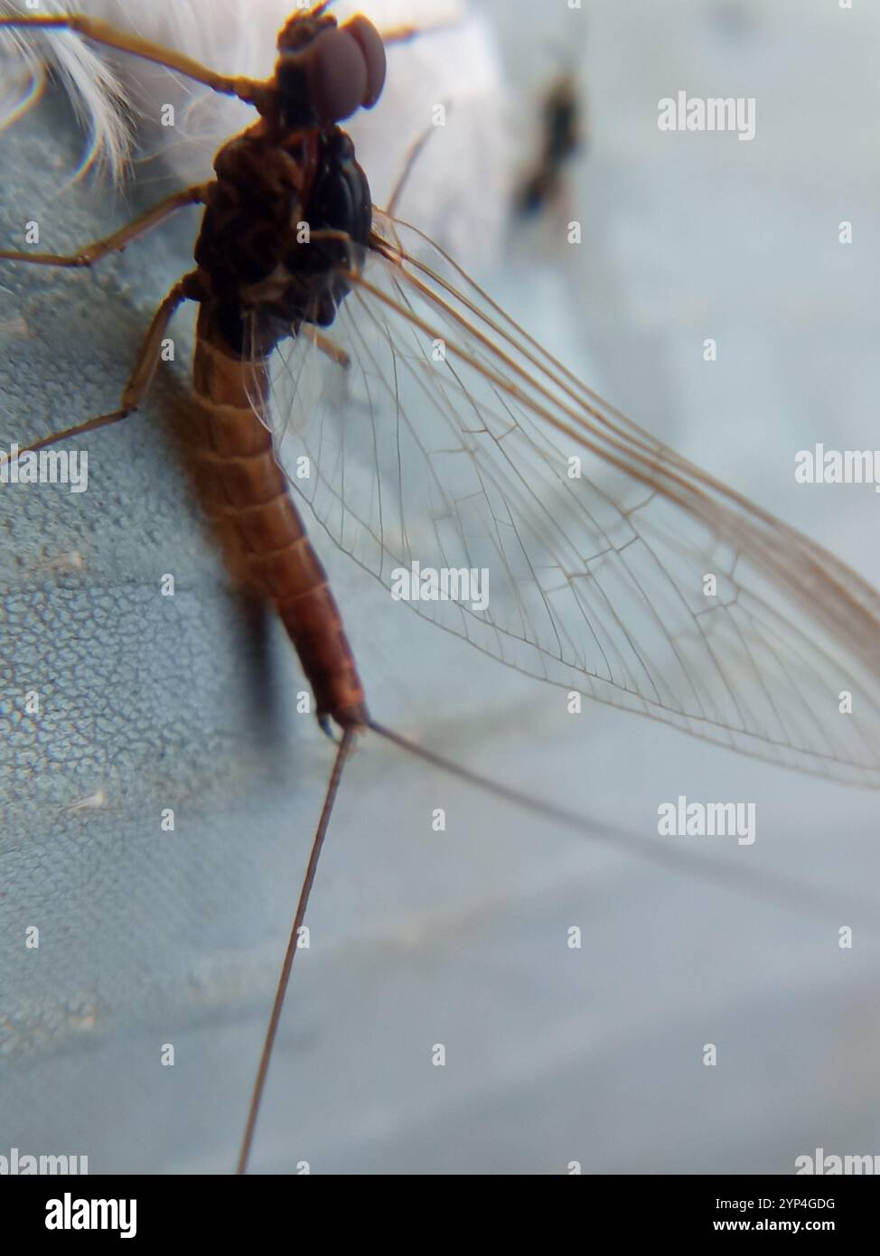 Small Mayflies (Baetidae Stock Photo - Alamy