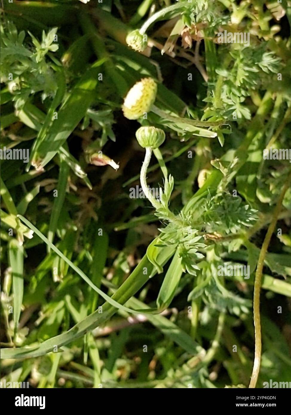 Common Cotula (Cotula australis Stock Photo - Alamy