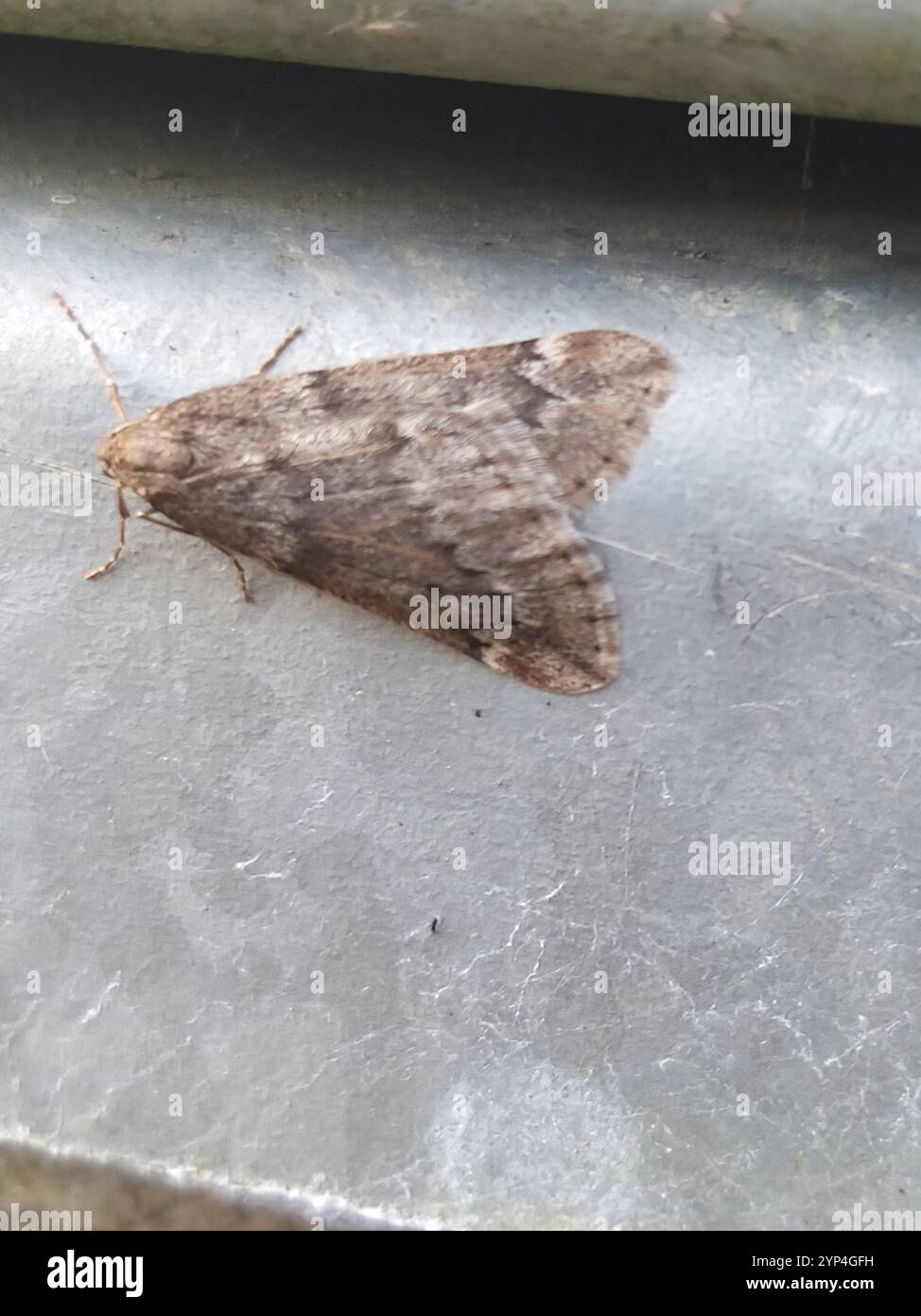 March Moth (Alsophila aescularia Stock Photo - Alamy