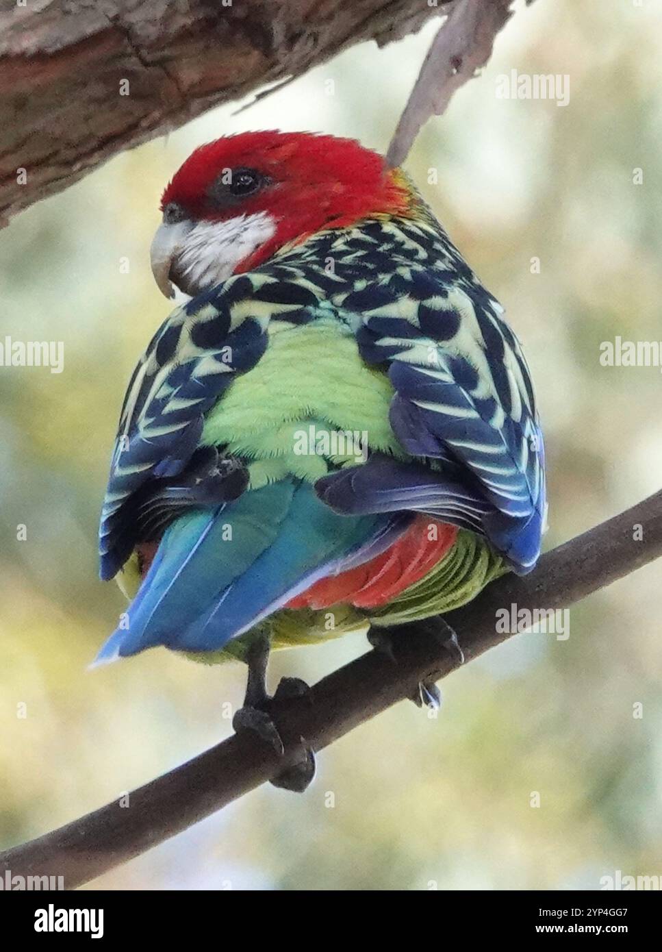 Eastern Rosella (Platycercus eximius Stock Photo - Alamy