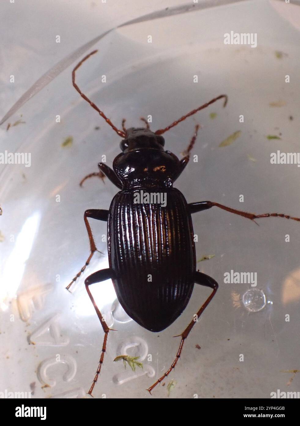 European Gazelle Beetle (Nebria brevicollis Stock Photo - Alamy