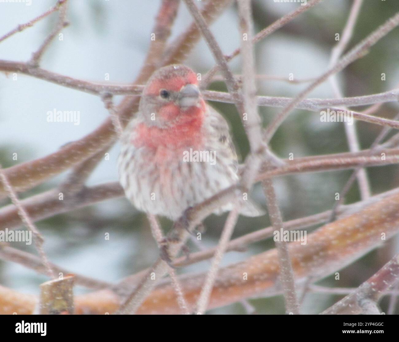 House Finch (Haemorhous mexicanus Stock Photo - Alamy