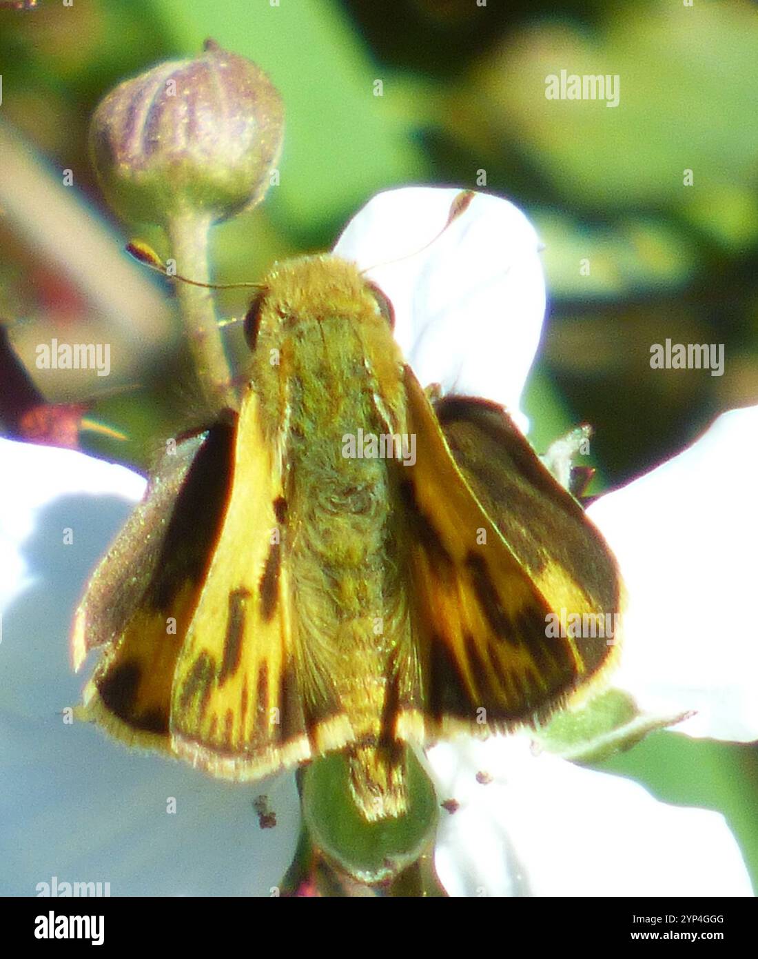 Fiery Skipper (Hylephila phyleus Stock Photo - Alamy