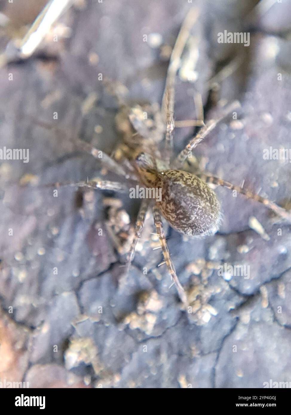 Soft Spiders (Cybaeidae Stock Photo - Alamy