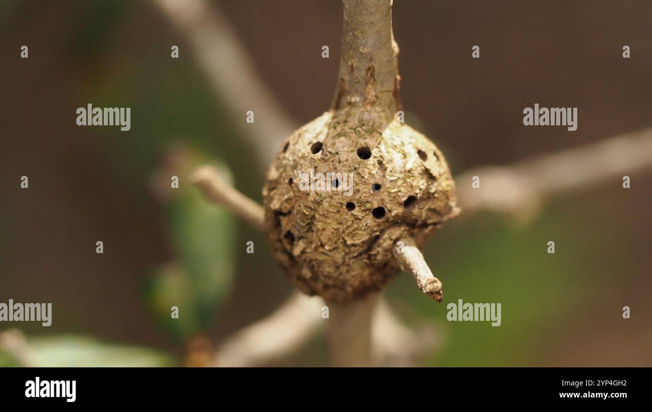 Southern Live Oak Stem Gall Wasp (Callirhytis quercusbatatoides Stock ...