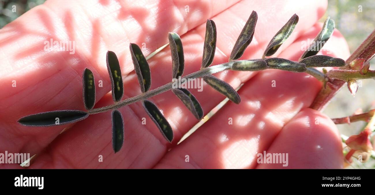 cancer bush (Lessertia frutescens Stock Photo - Alamy