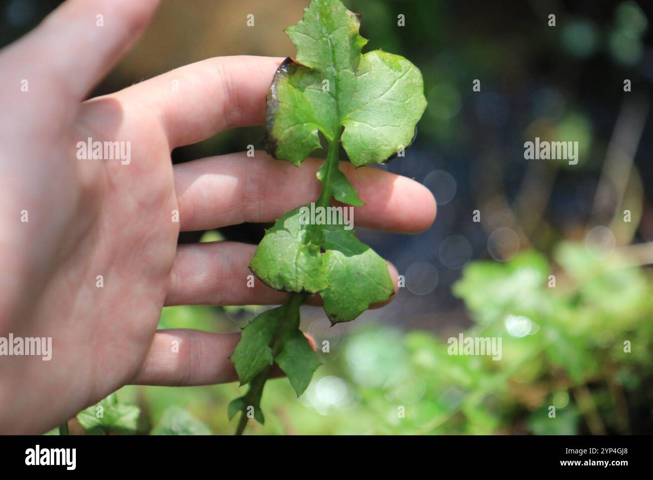 Wall Lettuce (Mycelis muralis Stock Photo - Alamy