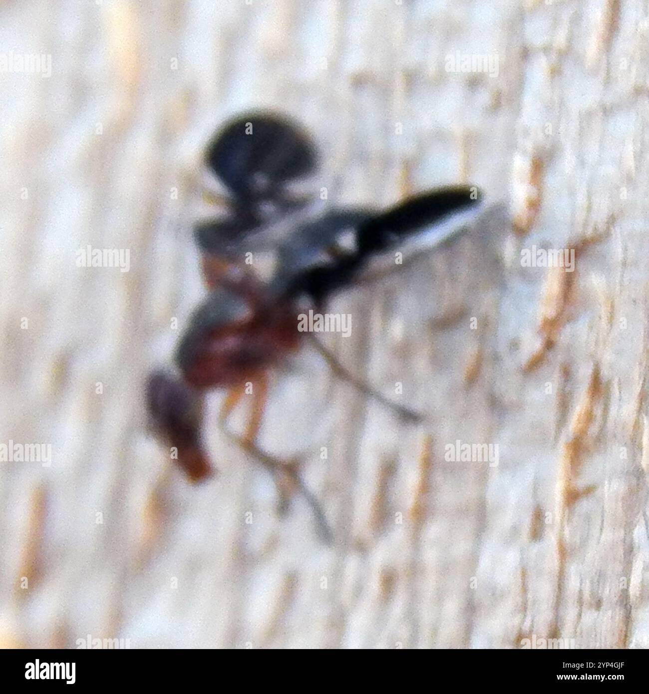 Common Picture-winged Fly (Delphinia picta Stock Photo - Alamy