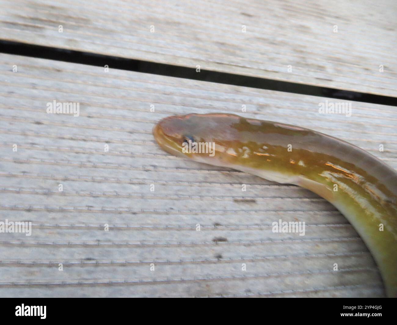 American Eel (Anguilla rostrata Stock Photo - Alamy