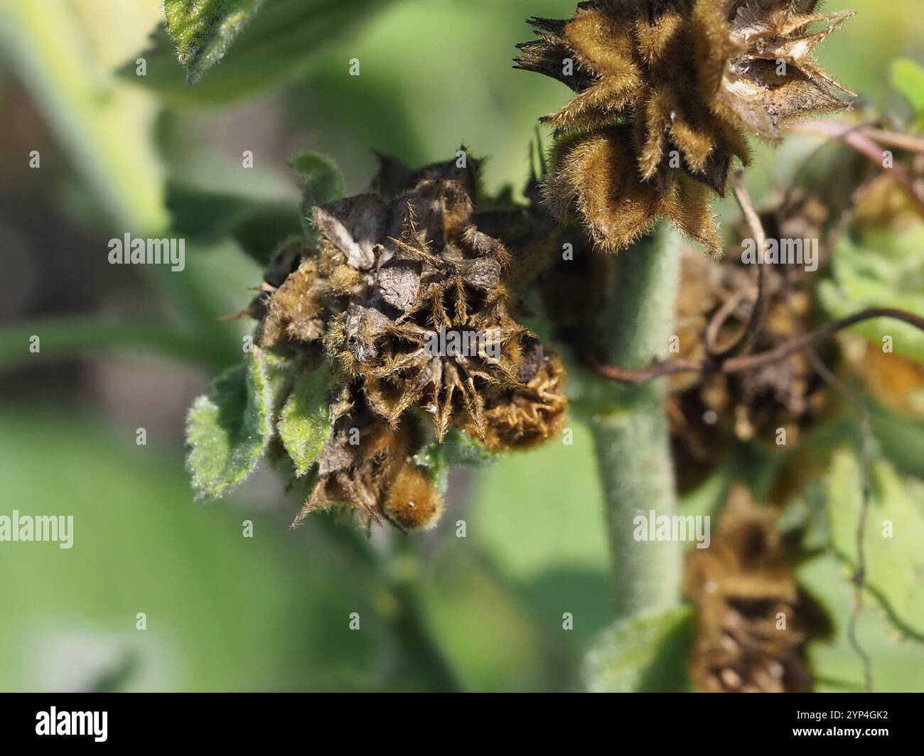 flannel weed (Sida cordifolia Stock Photo - Alamy