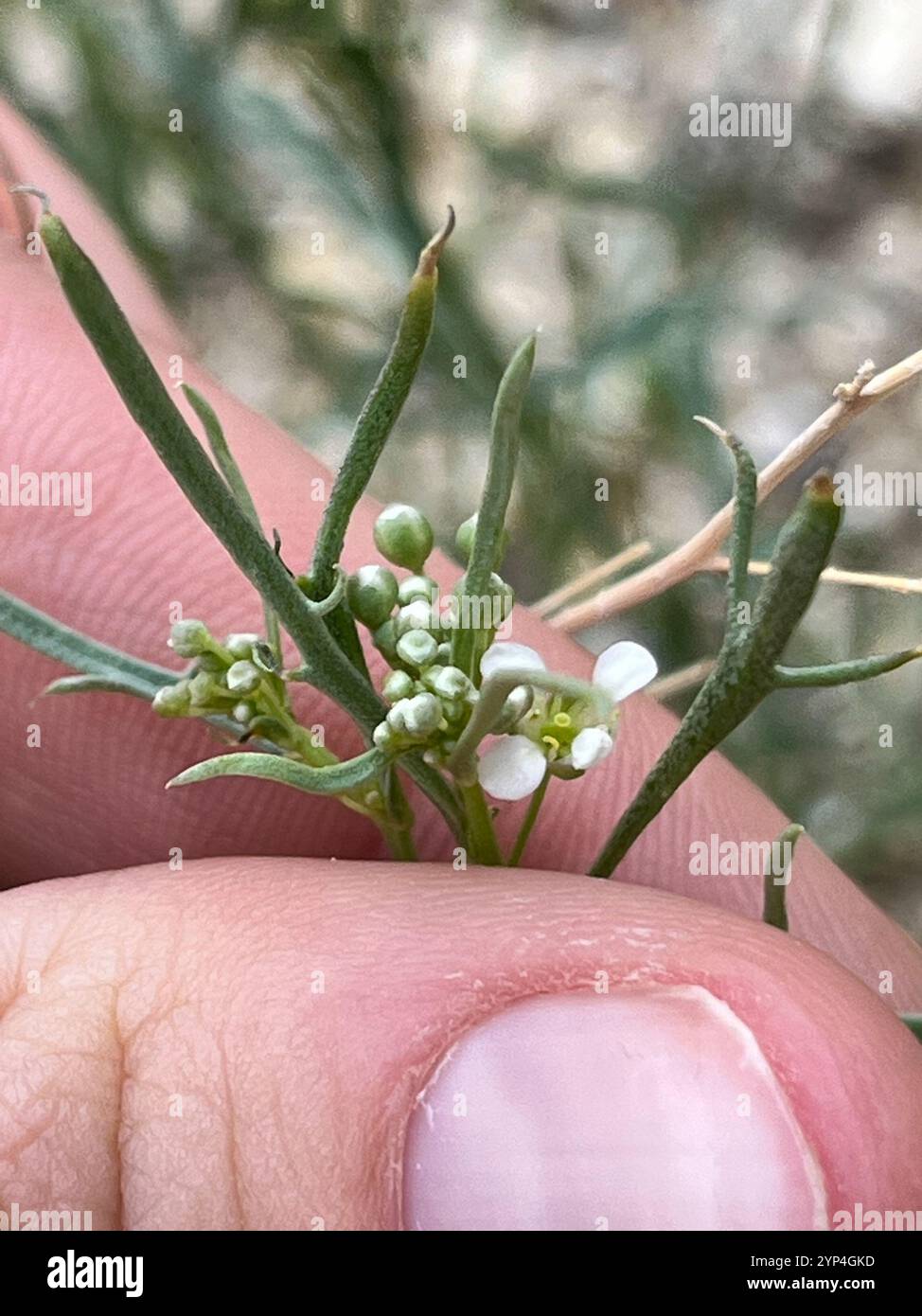 desert pepperweed (Lepidium fremontii Stock Photo - Alamy