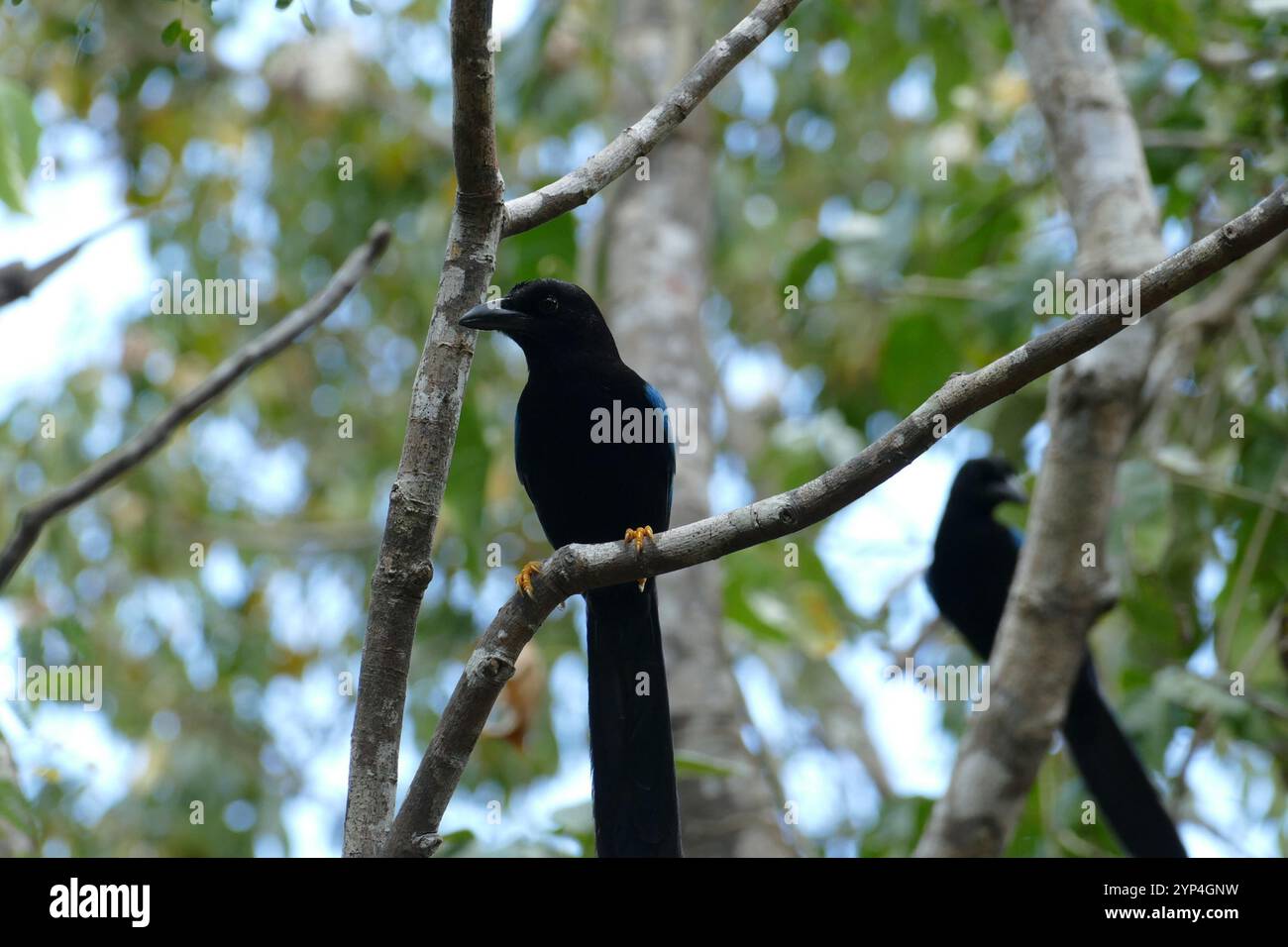 Yucatan Jay (Cyanocorax yucatanicus Stock Photo - Alamy