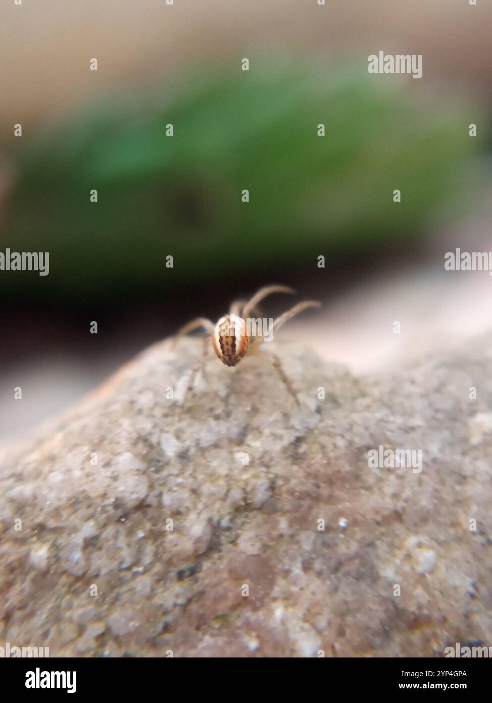Mangora acalypha cricket bat hi-res stock photography and images - Alamy