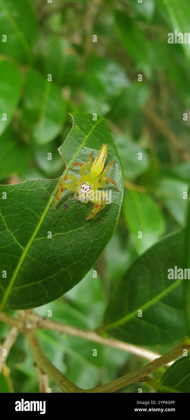 Green Jumping Spider (Mopsus mormon Stock Photo - Alamy