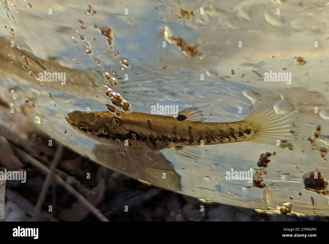 Least Killifish (Heterandria formosa Stock Photo - Alamy