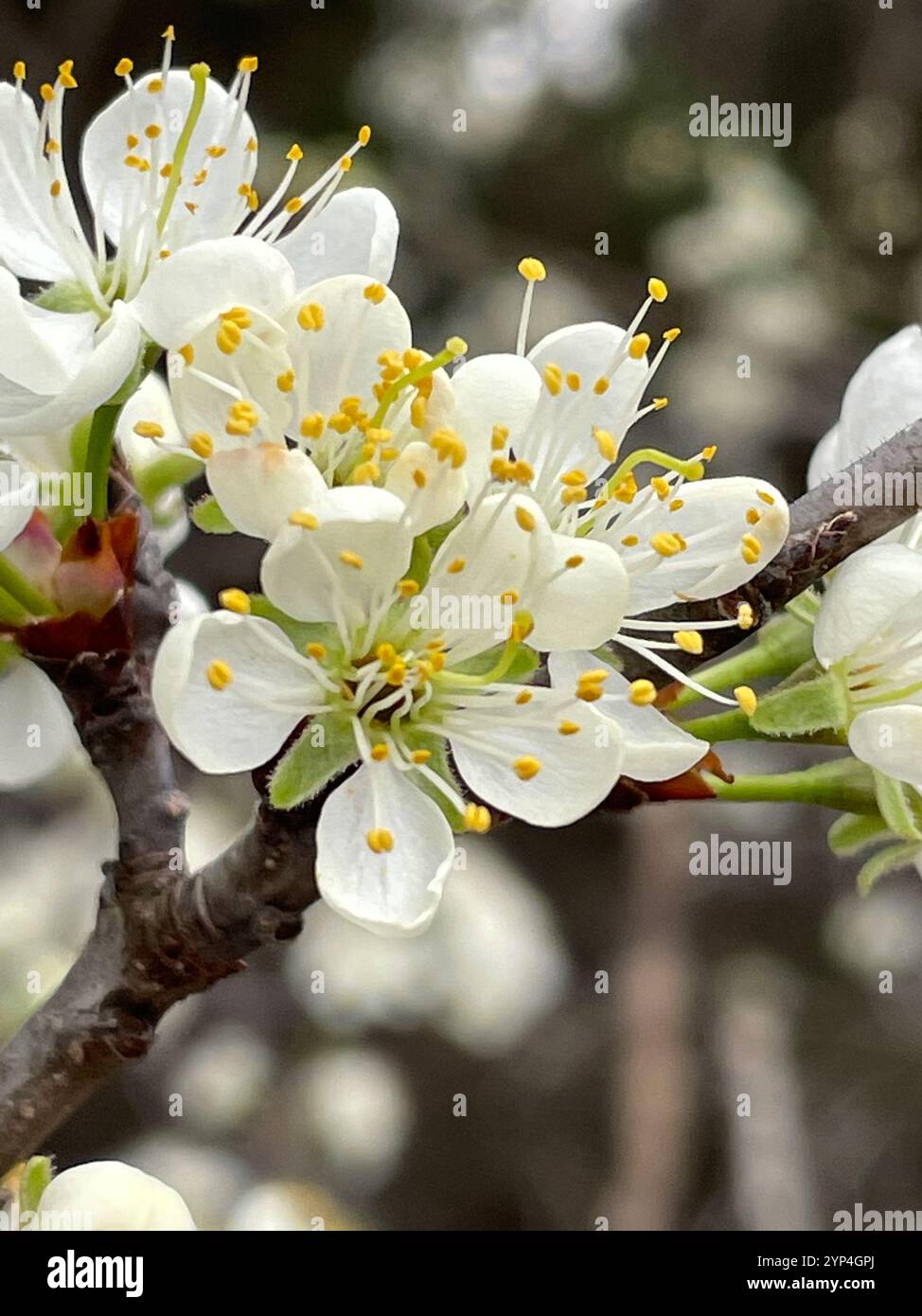 Mexican Plum (Prunus mexicana Stock Photo - Alamy