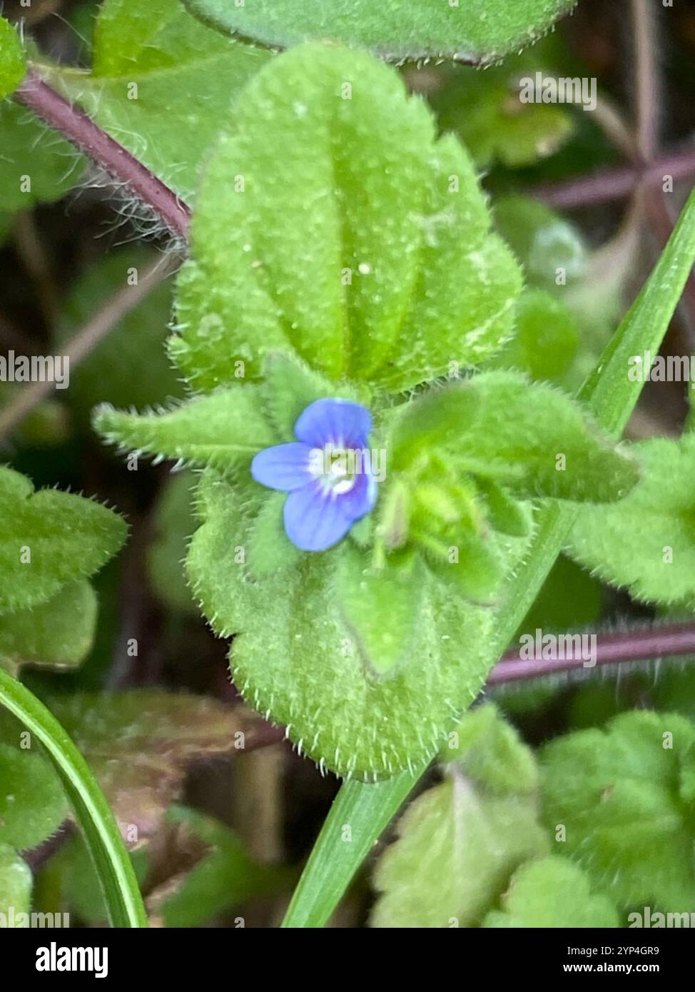 corn speedwell (Veronica arvensis Stock Photo - Alamy