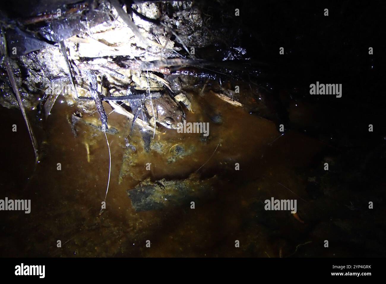 Common Eastern Froglet (Crinia signifera Stock Photo - Alamy