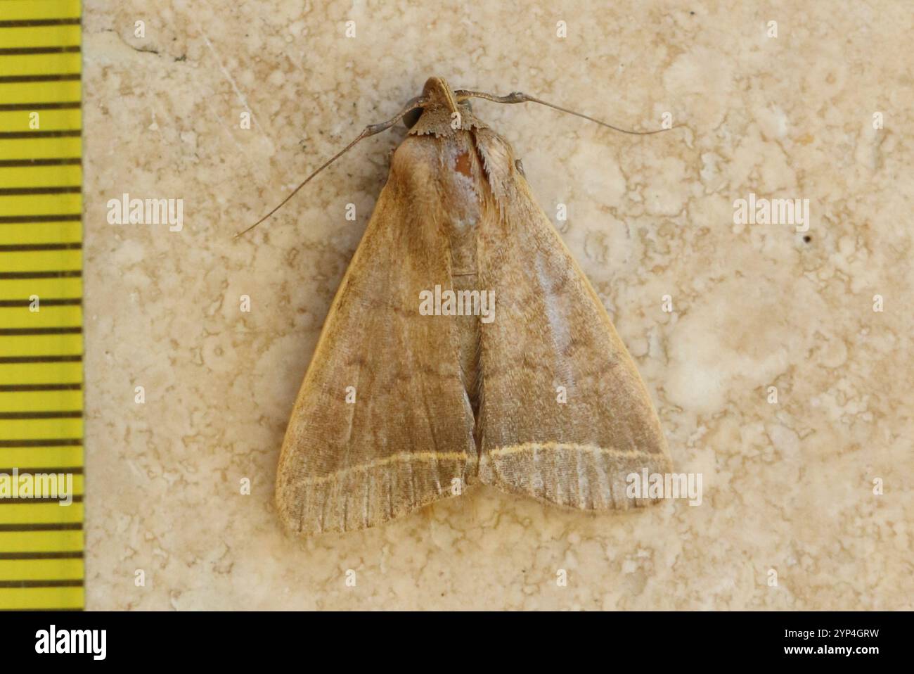 Magas fruit-borer (Simplicia cornicalis Stock Photo - Alamy