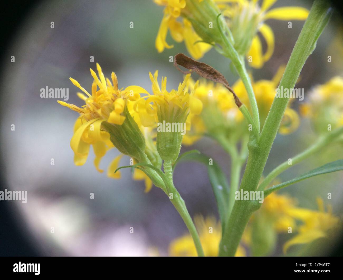Downy Goldenrod (Solidago puberula Stock Photo - Alamy