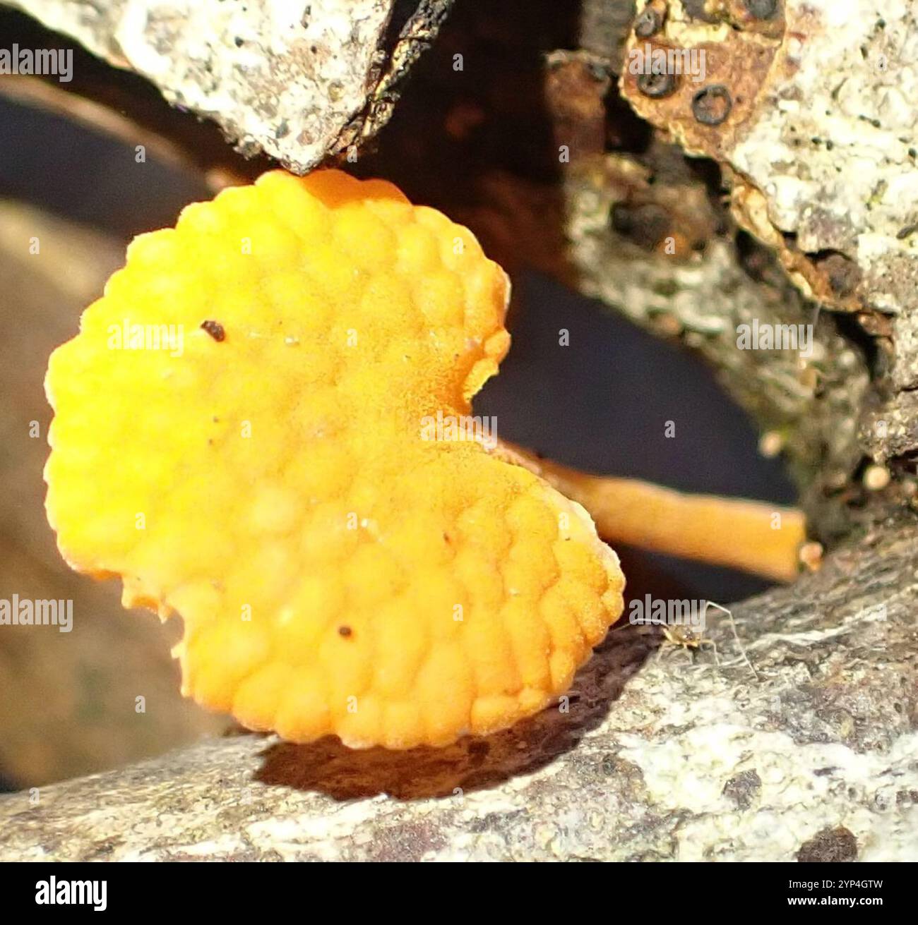 orange pore fungus (Favolaschia claudopus Stock Photo - Alamy