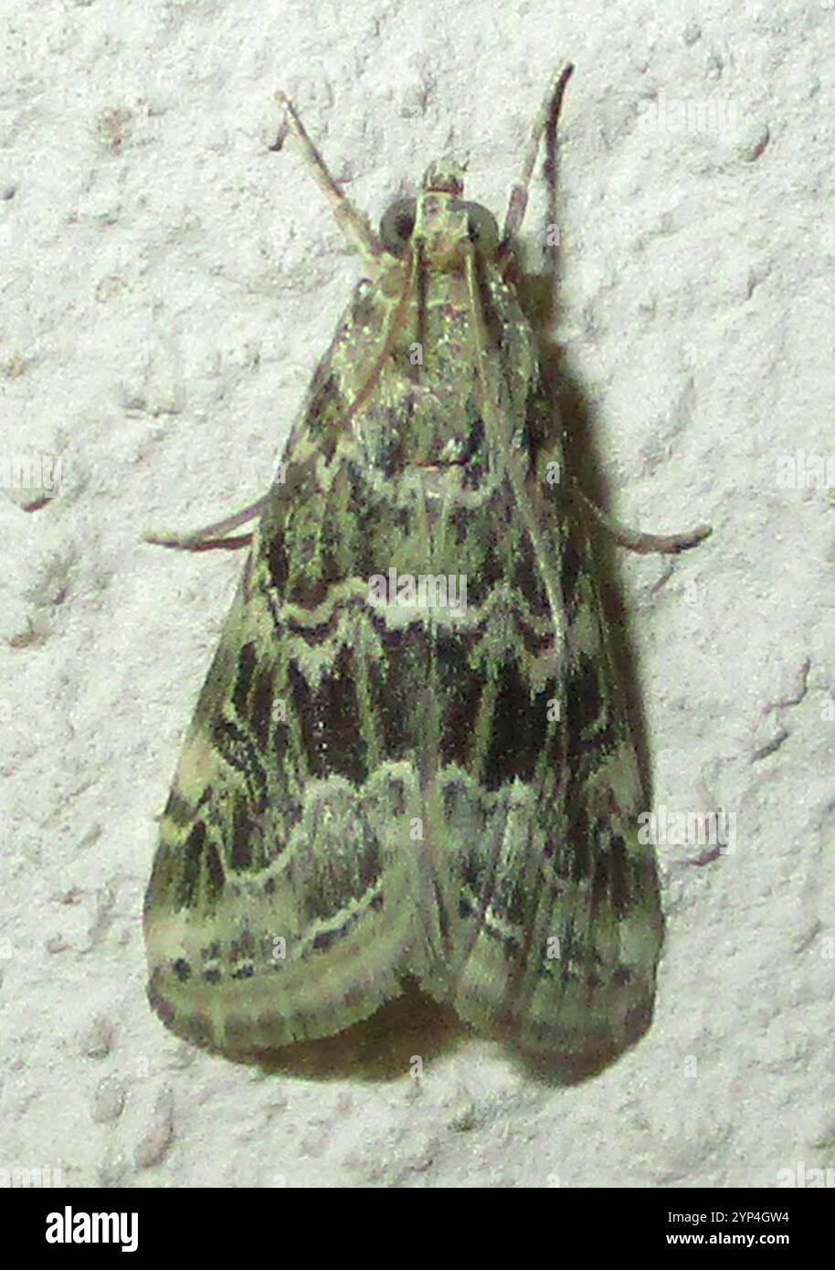 Old World Webworm (Hellula undalis Stock Photo - Alamy