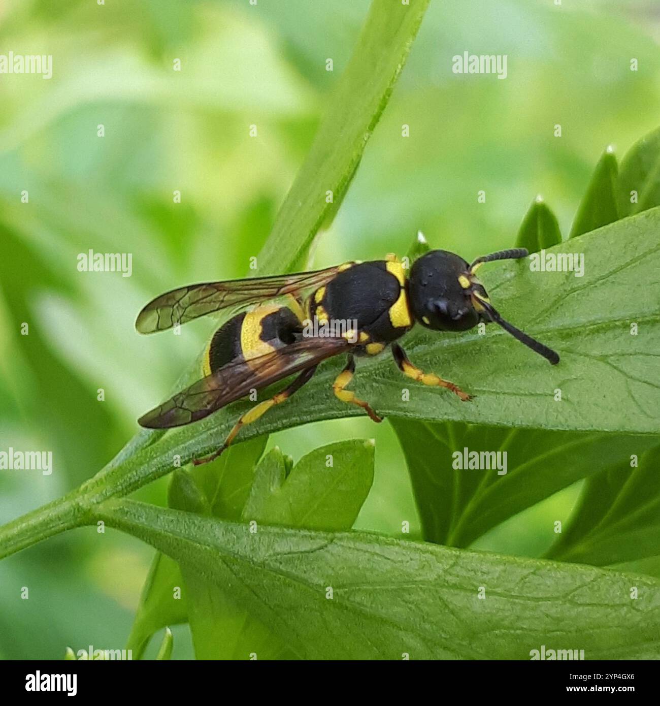 European tube wasp (Ancistrocerus gazella Stock Photo - Alamy
