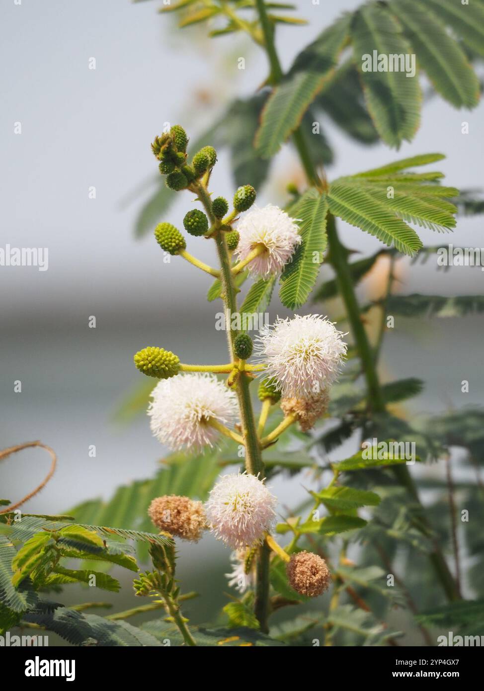 Giant Sensitive Plant (Mimosa pigra Stock Photo - Alamy