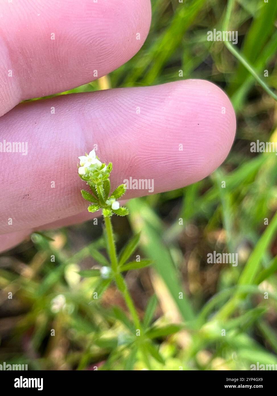 Wall Bedstraw (Galium parisiense Stock Photo - Alamy