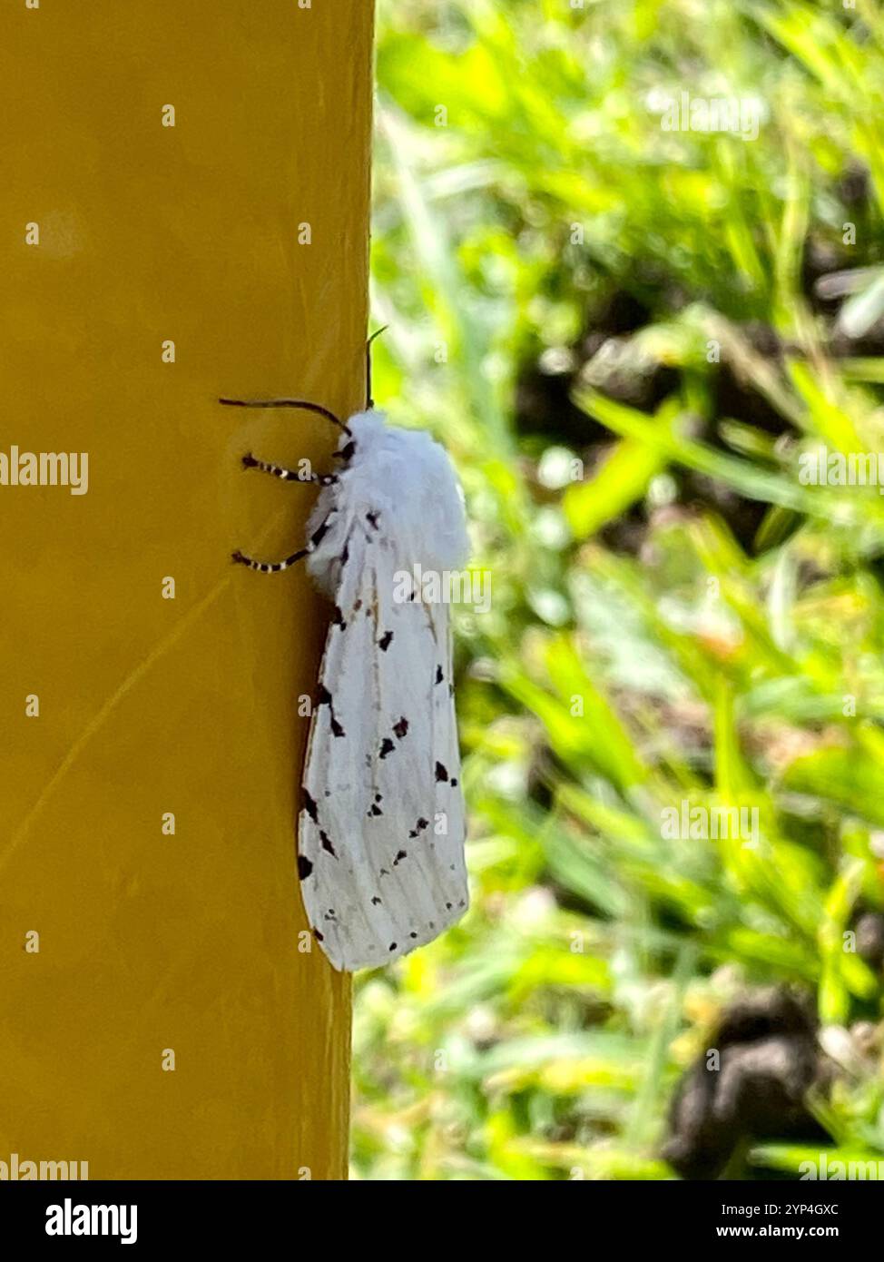 Salt Marsh Moth (Estigmene acrea Stock Photo - Alamy