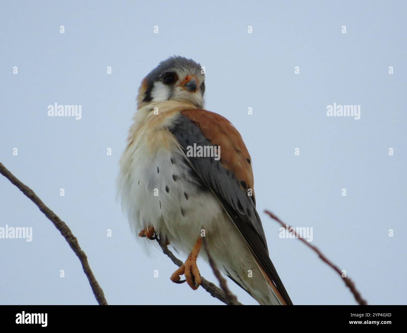 Hispaniolan Kestrel (Falco sparverius dominicensis Stock Photo - Alamy