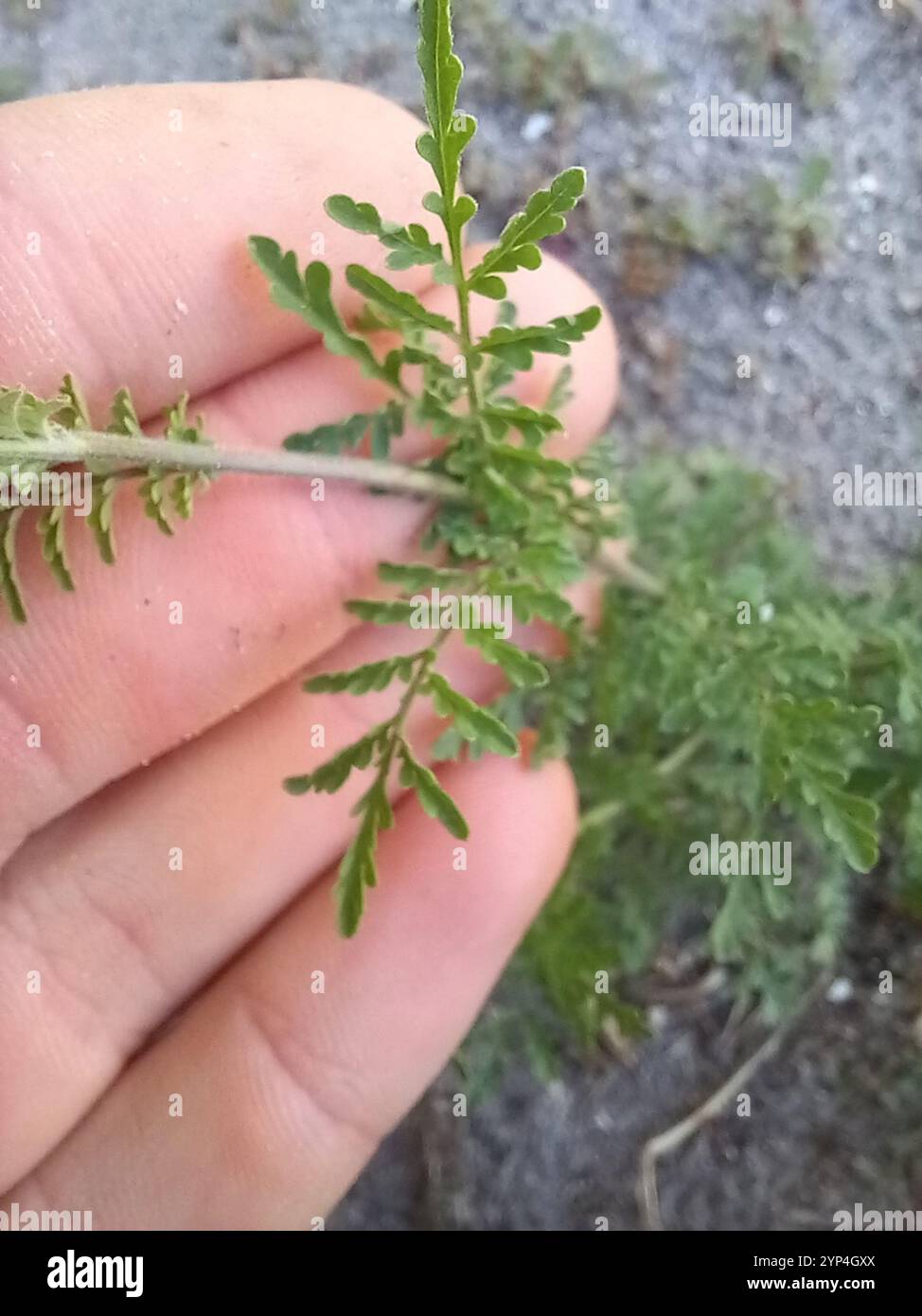 Western Tansymustard (Descurainia pinnata Stock Photo - Alamy
