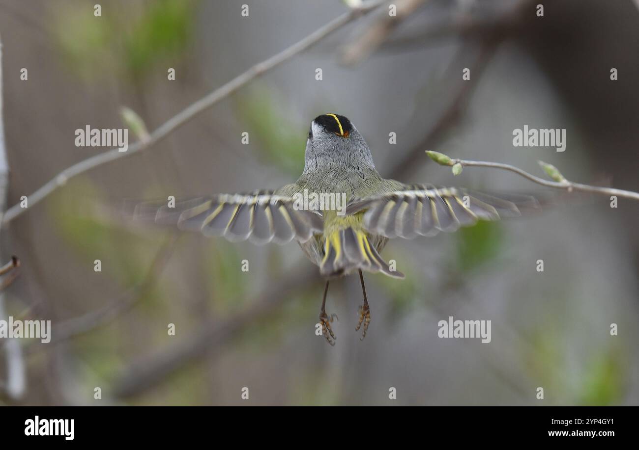 Golden-crowned Kinglet (Regulus satrapa Stock Photo - Alamy