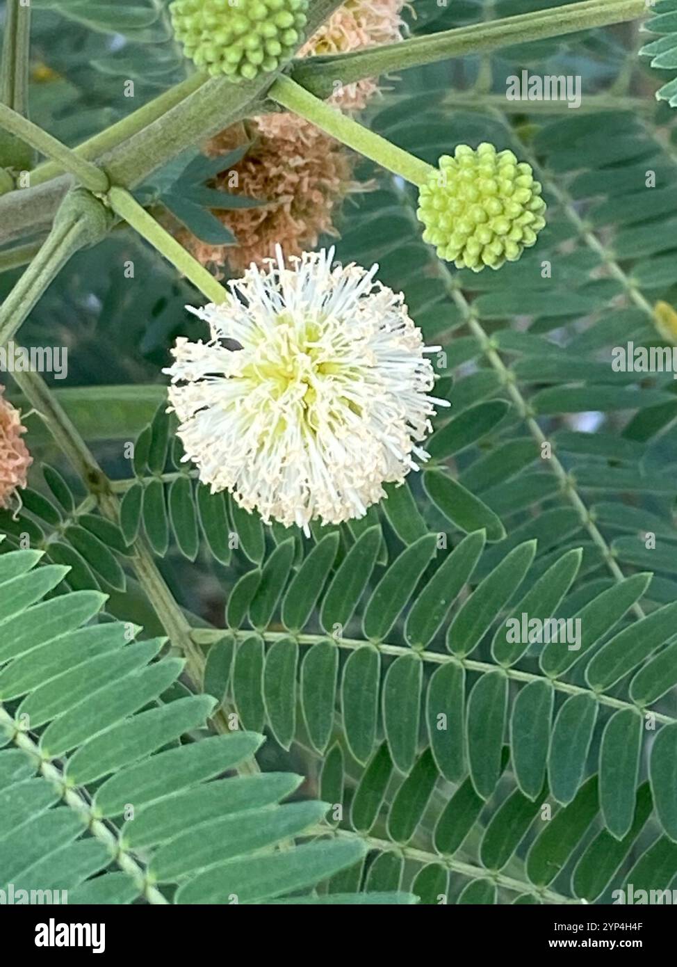 White leadtree (Leucaena leucocephala Stock Photo - Alamy