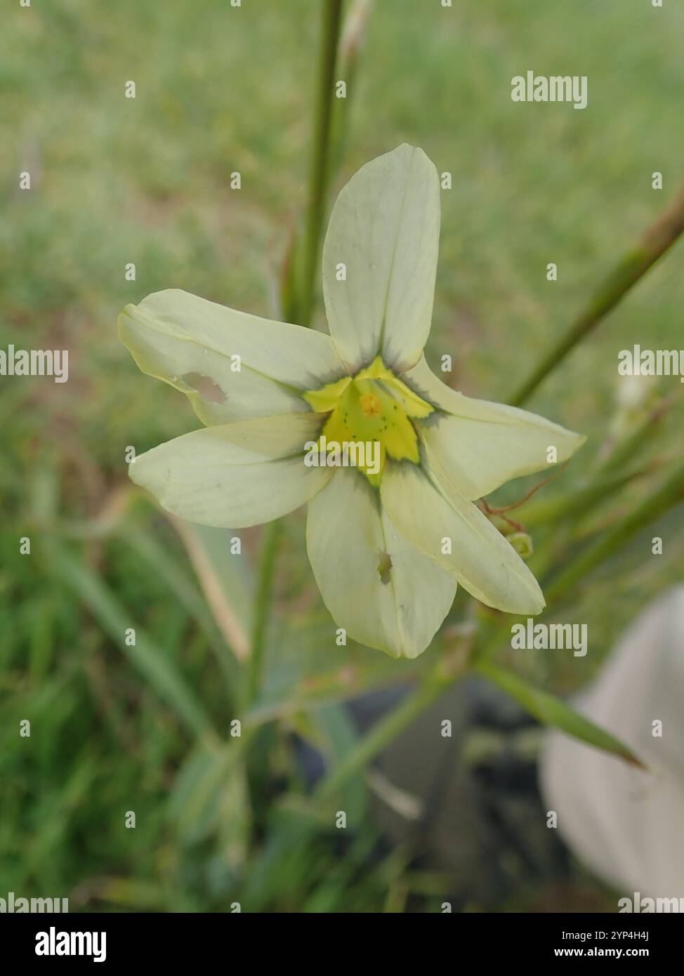 Two-leaved Cape tulip (Moraea miniata Stock Photo - Alamy